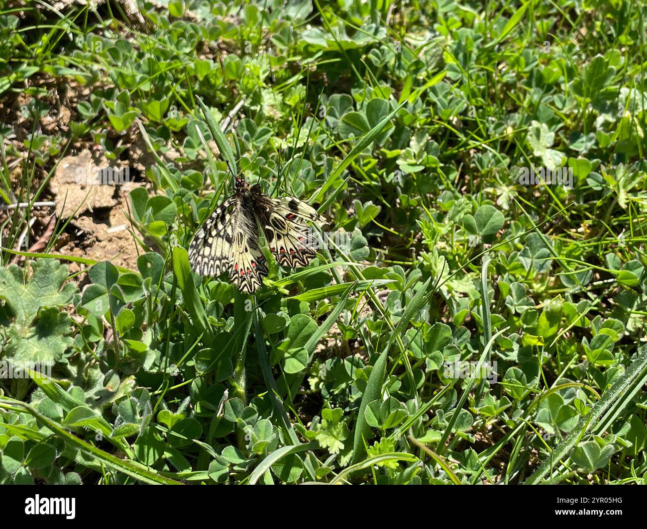 Southern Festoon (Zerynthia polyxena Stock Photo - Alamy