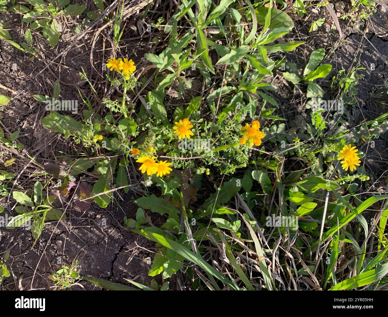 Great Plains Ragwort (Packera tampicana Stock Photo - Alamy