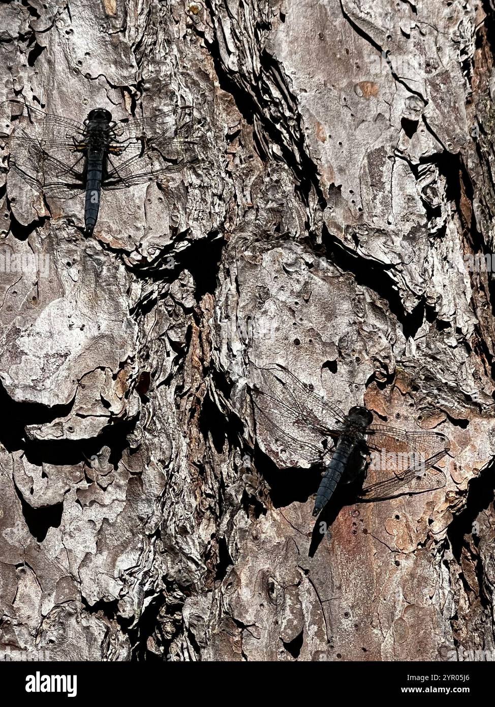 Blue Corporal (Ladona deplanata Stock Photo - Alamy