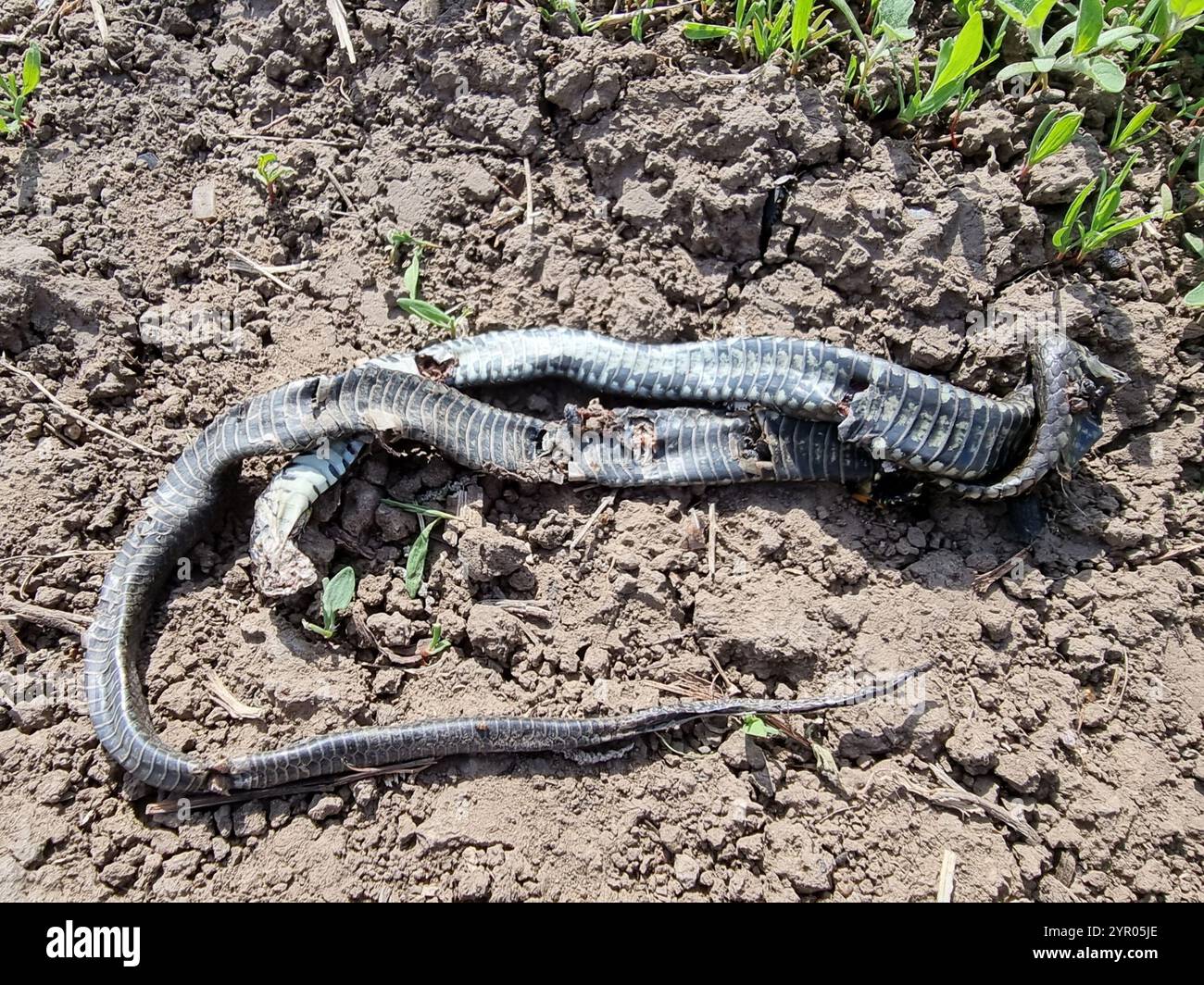grass snake (Natrix natrix Stock Photo - Alamy