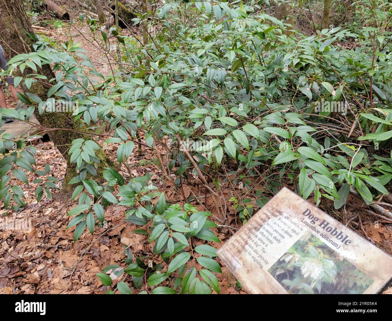 mountain doghobble (Leucothoe fontanesiana Stock Photo - Alamy