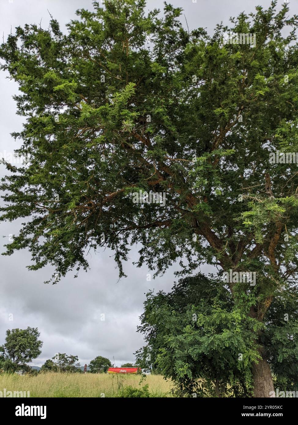 Vachellia sieberiana hi-res stock photography and images - Alamy
