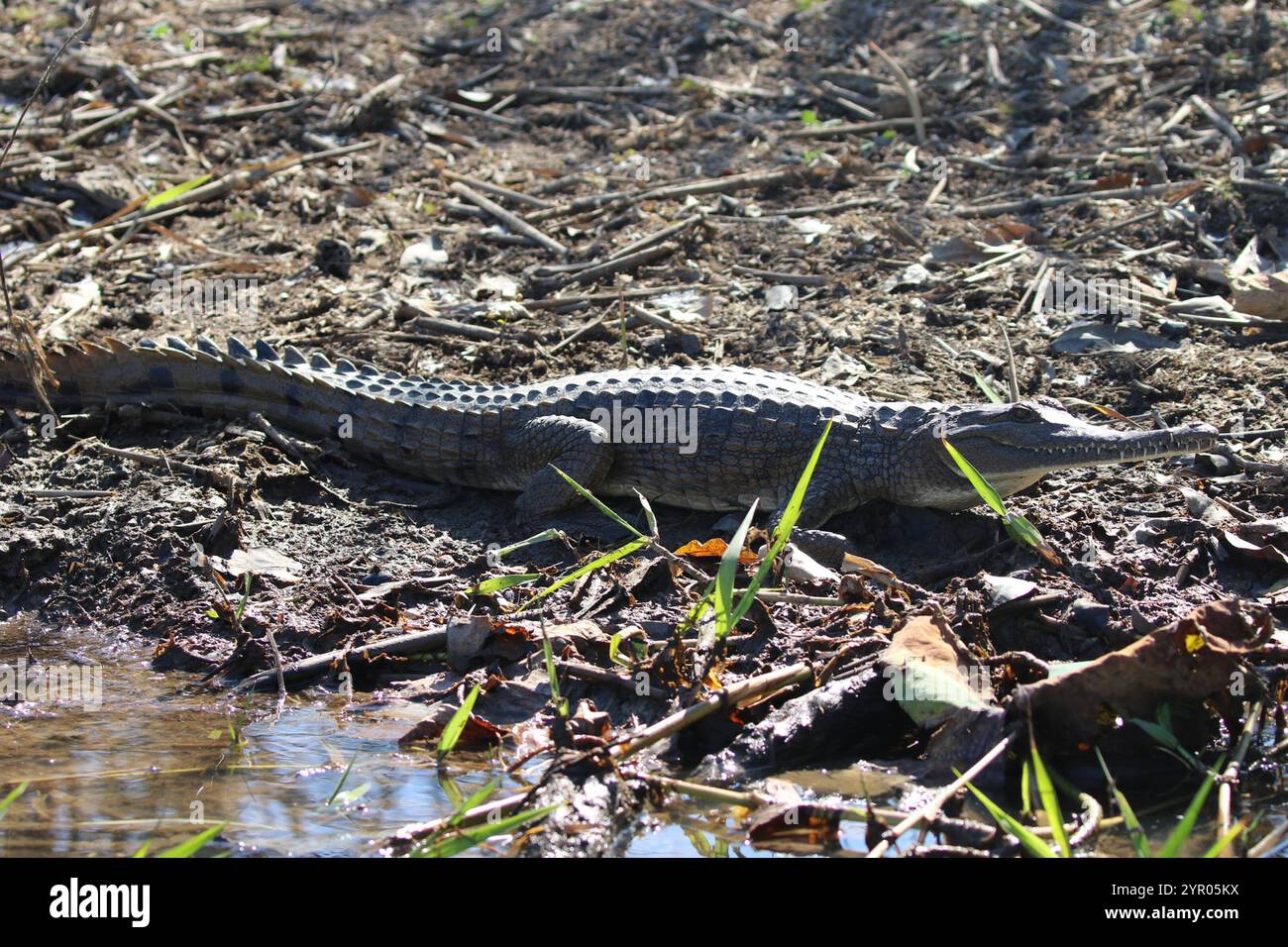Freshwater Crocodile (Crocodylus johnstoni Stock Photo - Alamy