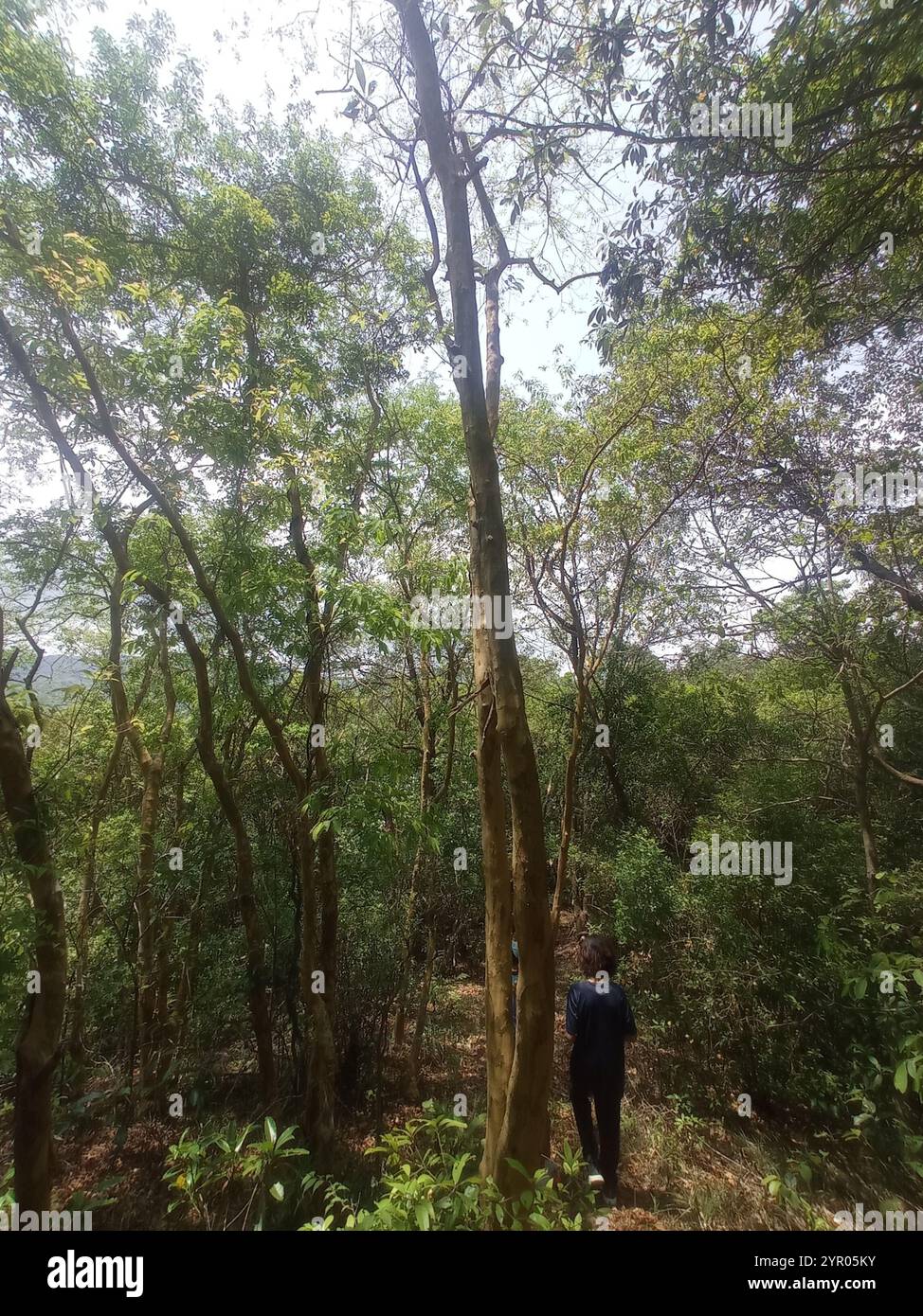 Chinese Gugertree (Schima superba Stock Photo - Alamy