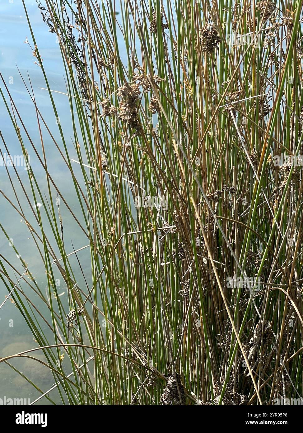 Soft Rush (Juncus effusus Stock Photo - Alamy