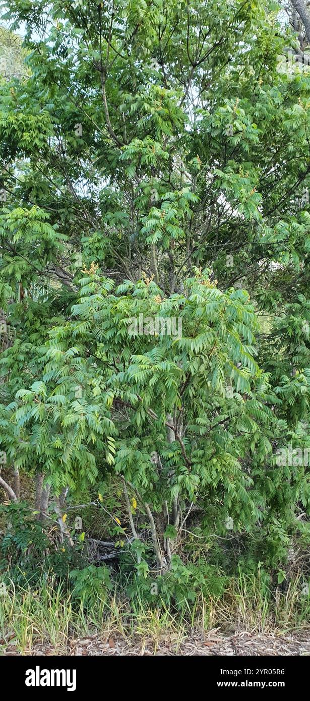 Fern Top (Jagera pseudorhus Stock Photo - Alamy
