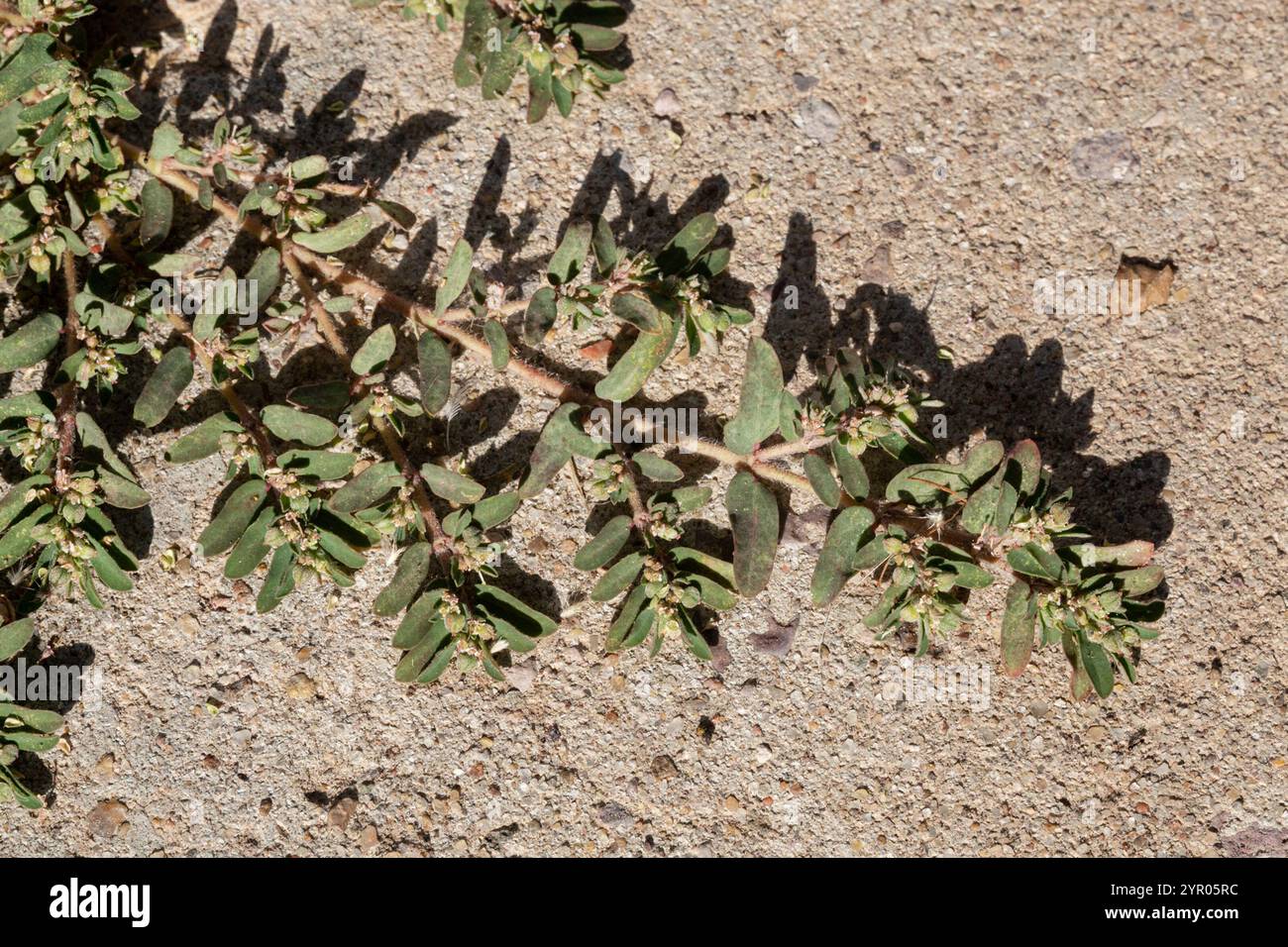 Spotted spurge (Euphorbia maculata Stock Photo - Alamy