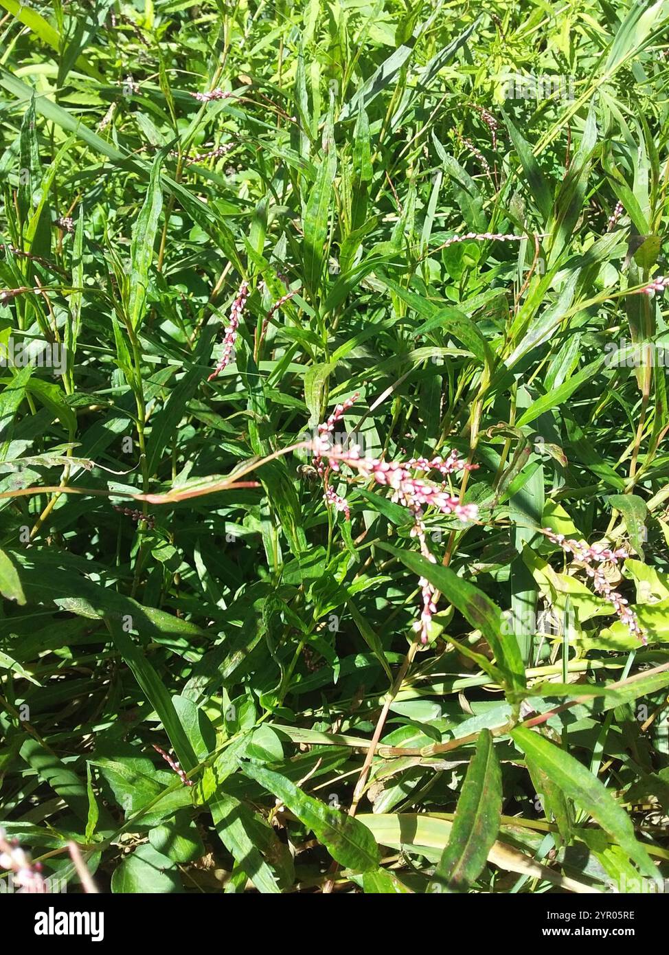 Slender knotweed hi-res stock photography and images - Alamy