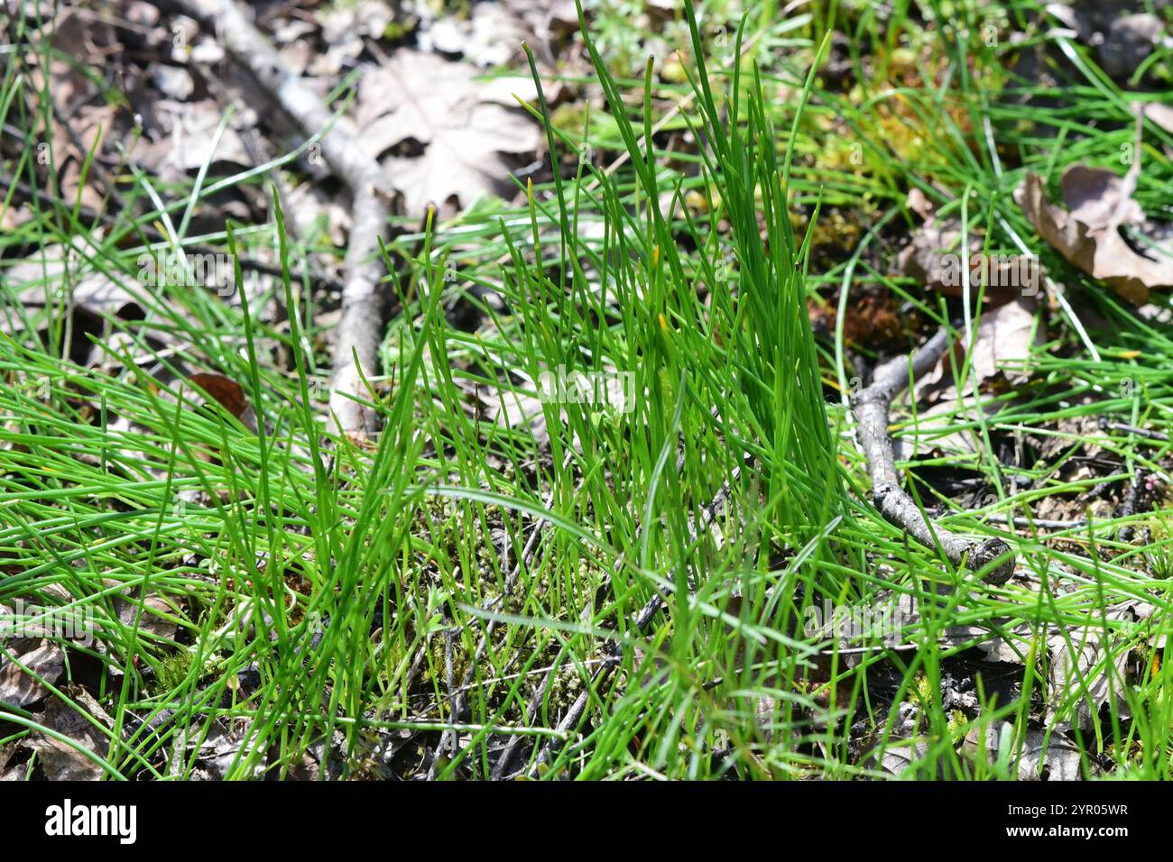 White brodiaea hi-res stock photography and images - Alamy