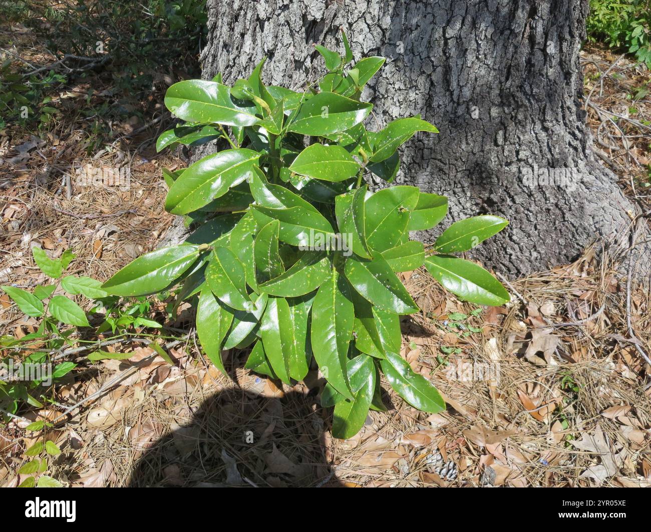 southern magnolia (Magnolia grandiflora Stock Photo - Alamy