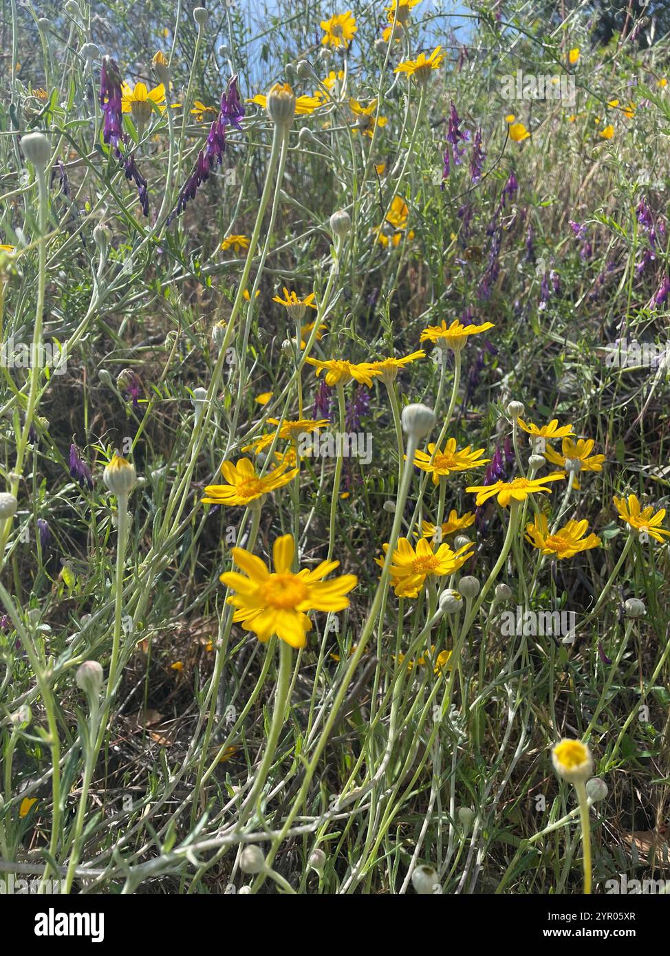 common woolly sunflower (Eriophyllum lanatum Stock Photo - Alamy