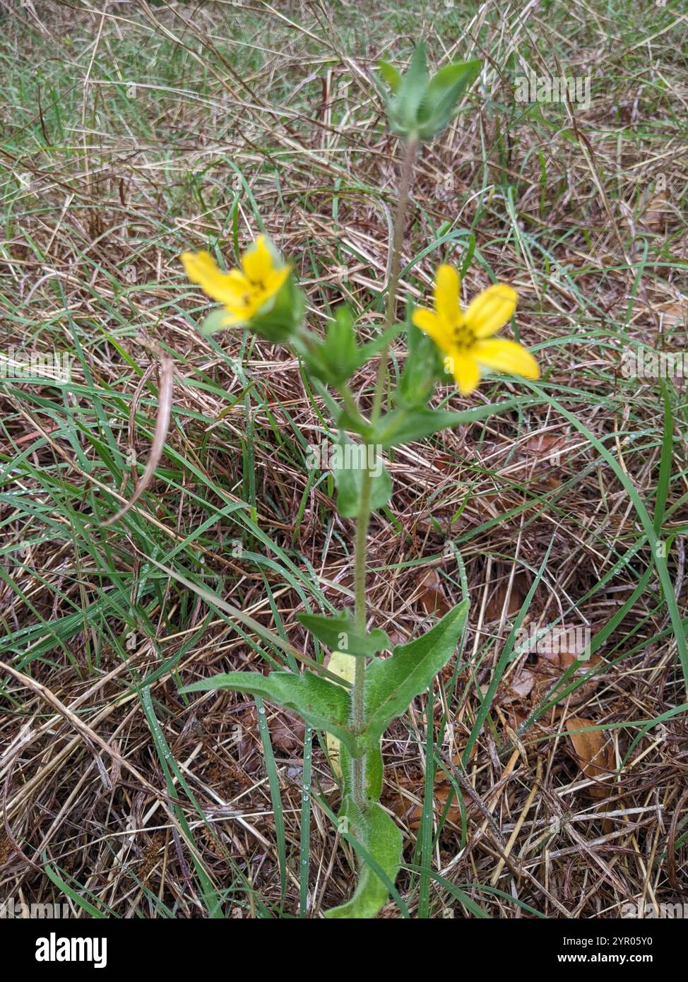 Texas yellow star (Lindheimera texana Stock Photo - Alamy