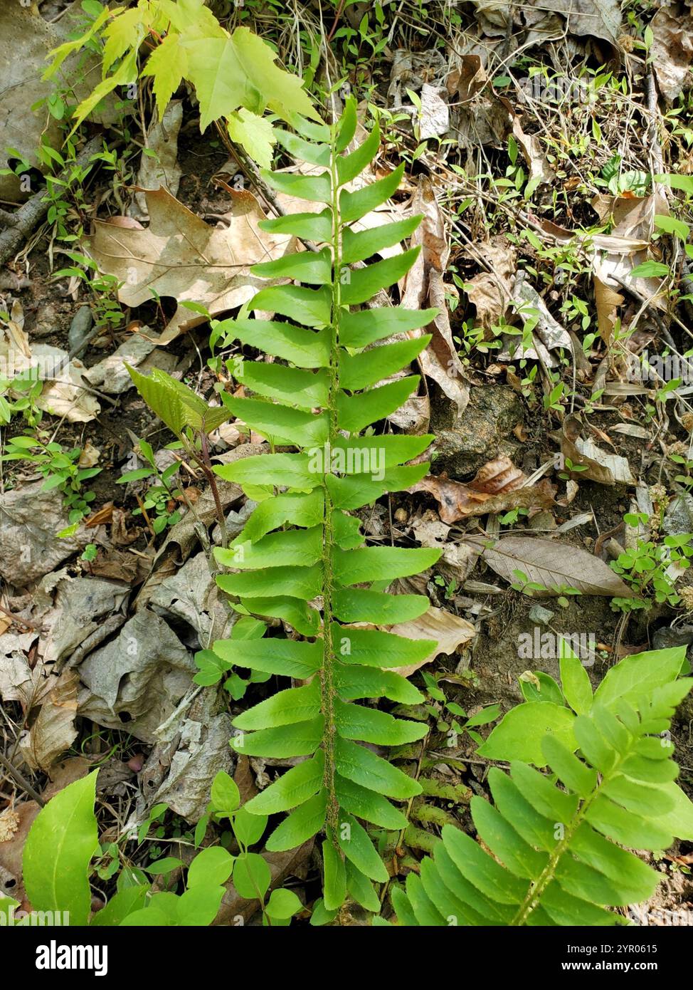 Christmas fern (Polystichum acrostichoides Stock Photo - Alamy