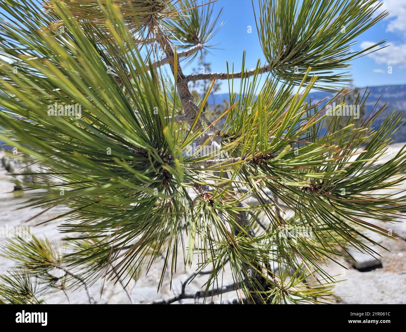 Jeffrey pine (Pinus jeffreyi Stock Photo - Alamy