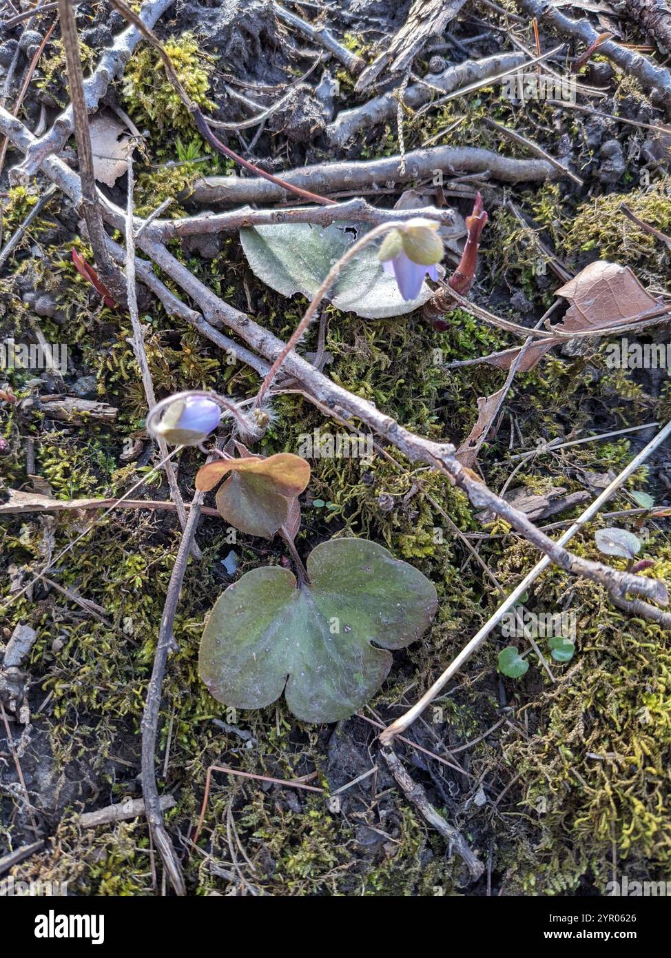 round-lobed hepatica (Hepatica americana Stock Photo - Alamy