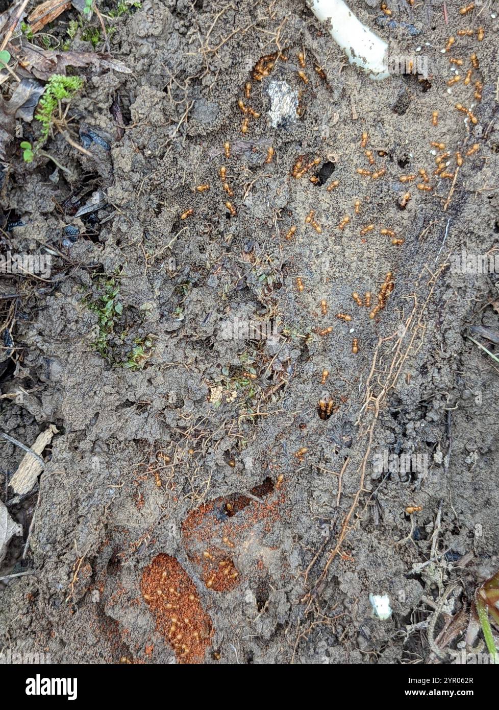 Citronella Ants (Acanthomyops Stock Photo - Alamy