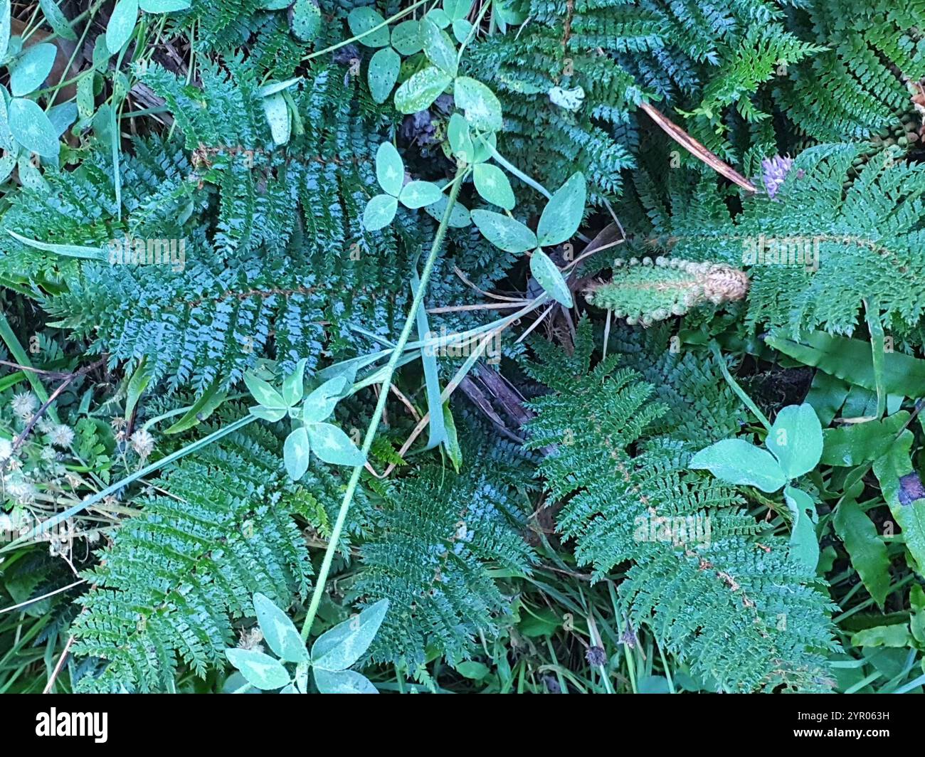 Prickly shield fern hi-res stock photography and images - Alamy
