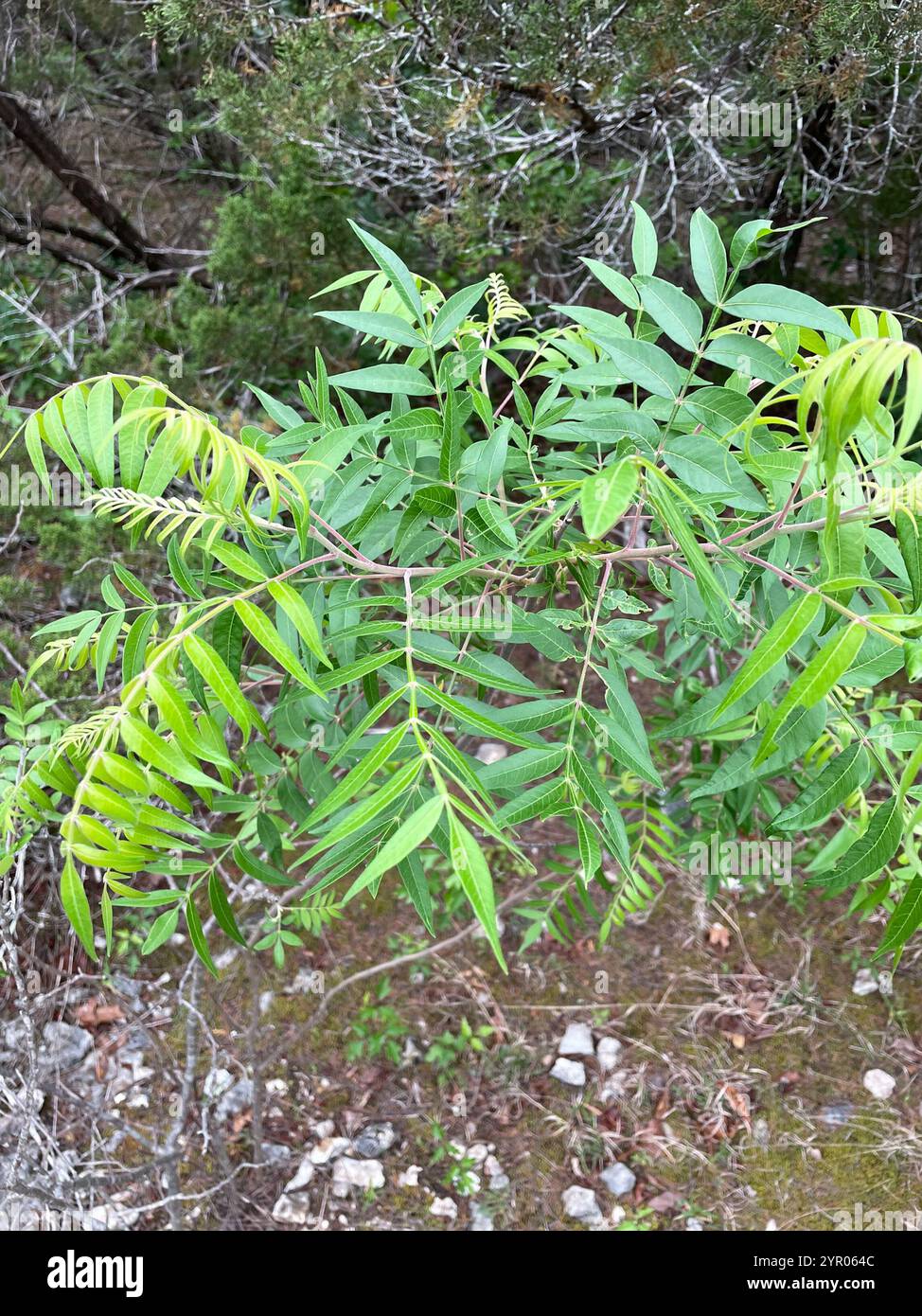 Prairie flameleaf sumac (Rhus lanceolata Stock Photo - Alamy