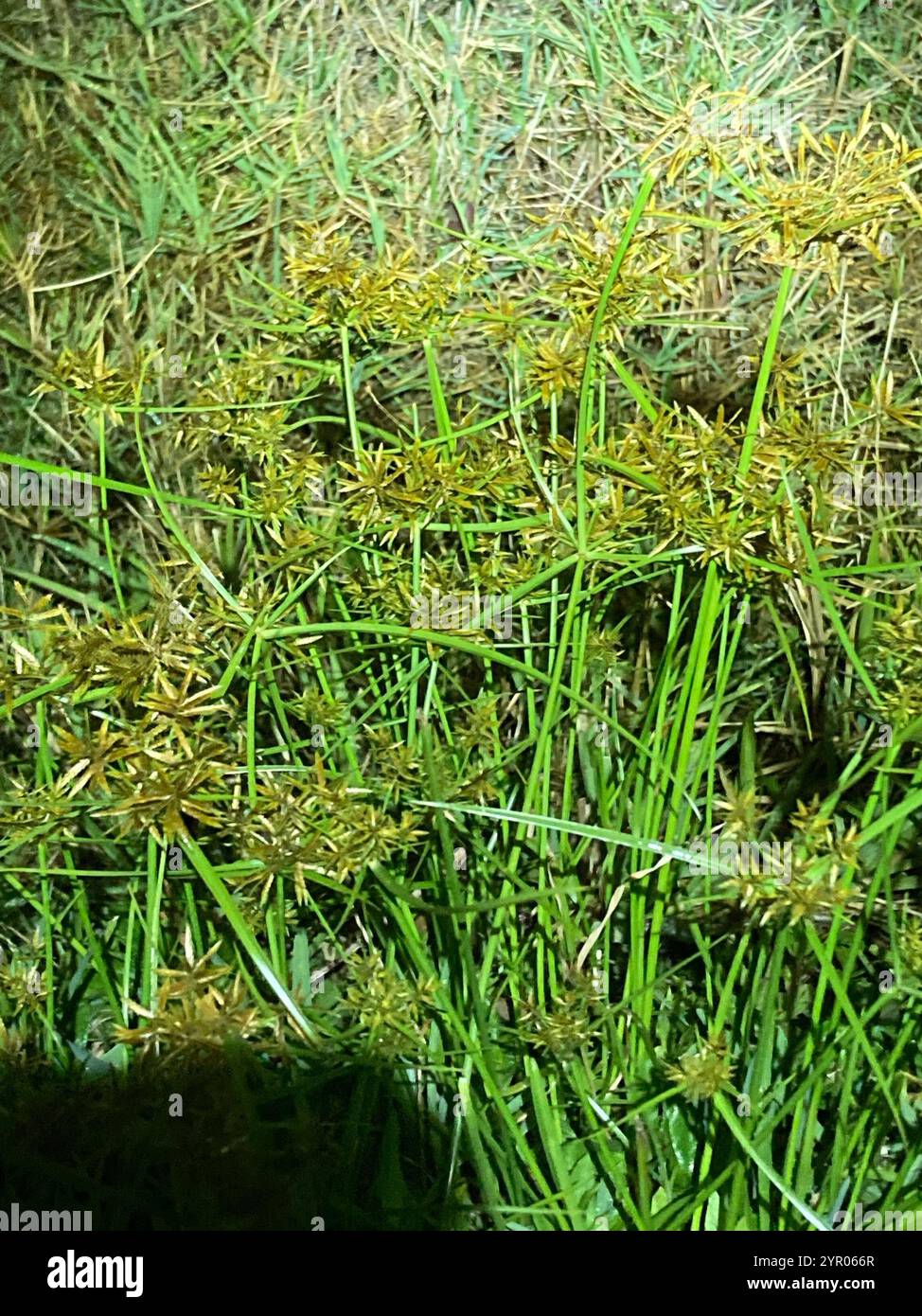 Bunchy flat-sedge (Cyperus polystachyos Stock Photo - Alamy