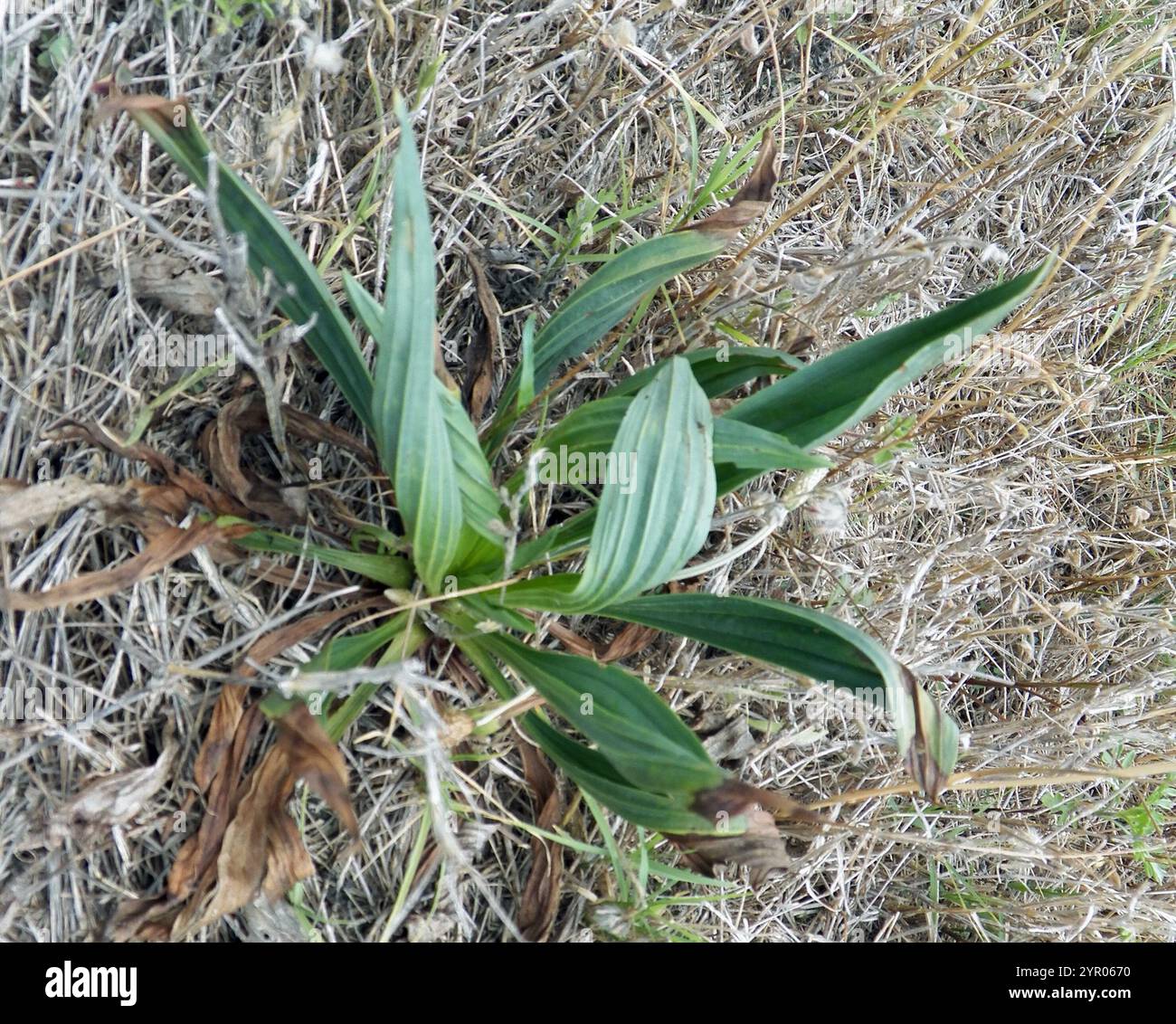 ribwort plantain (Plantago lanceolata Stock Photo - Alamy