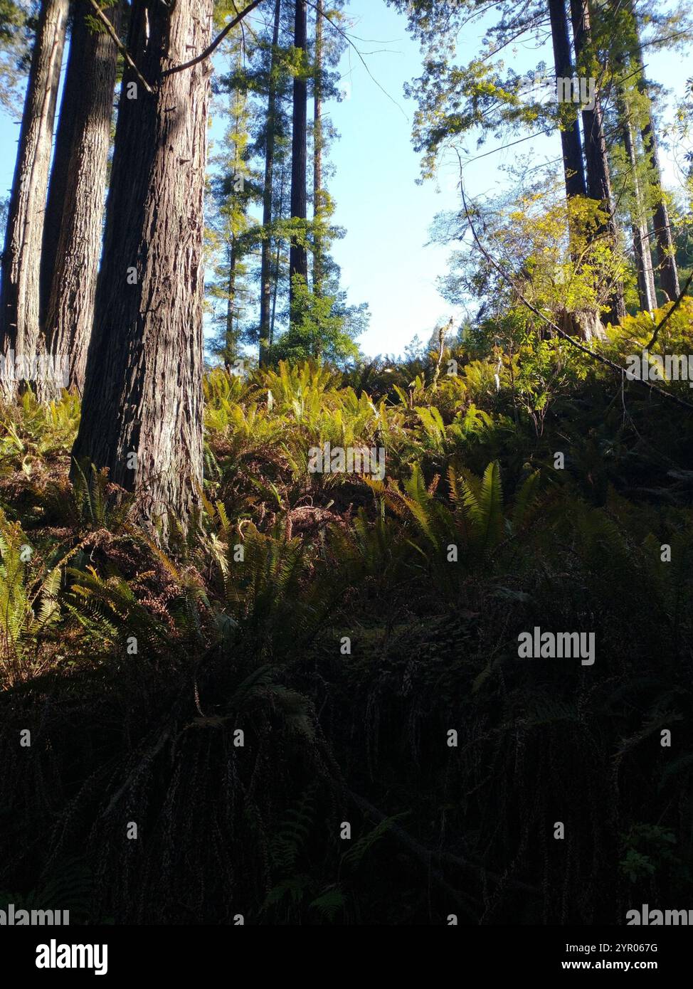 coast redwood (Sequoia sempervirens Stock Photo - Alamy