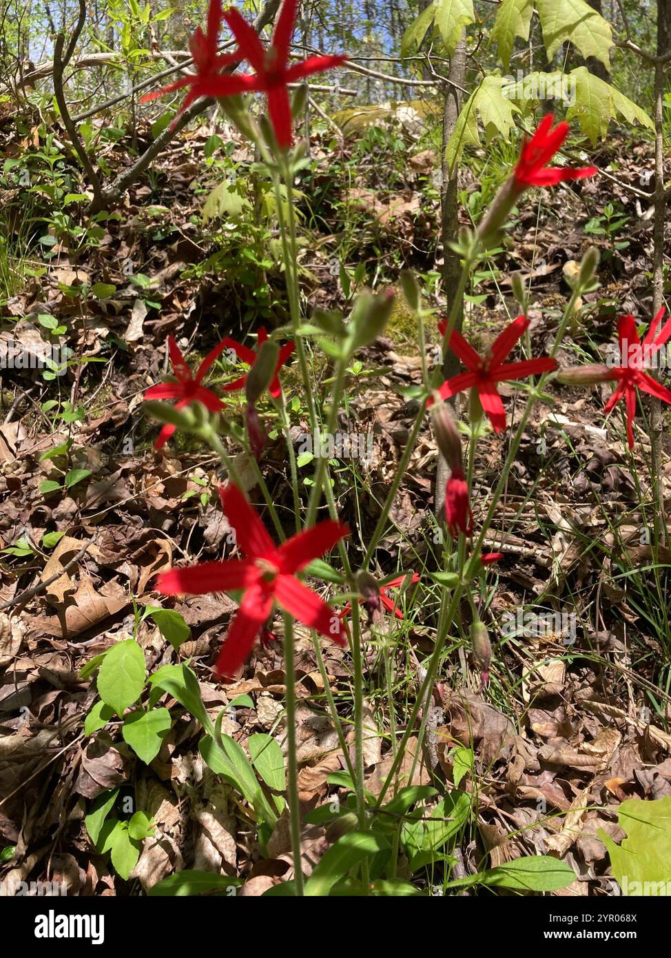 fire pink (Silene virginica Stock Photo - Alamy