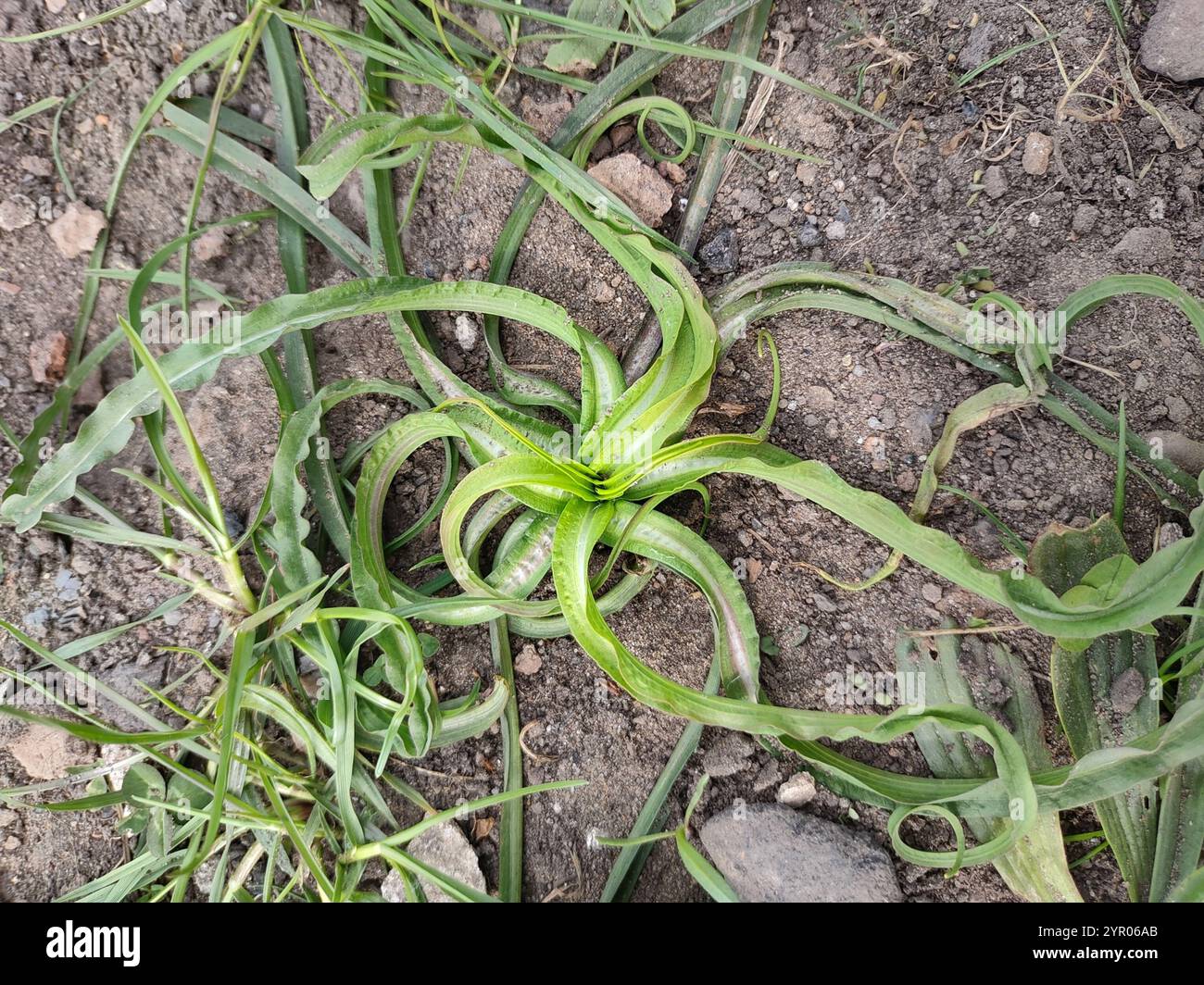 vascular plants (Tracheophyta Stock Photo - Alamy