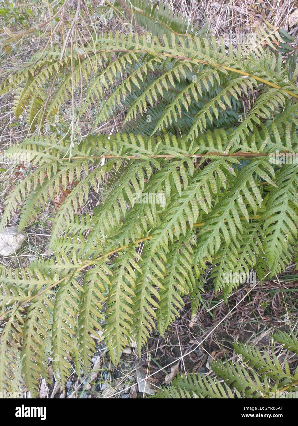 giant chain fern (Woodwardia fimbriata Stock Photo - Alamy