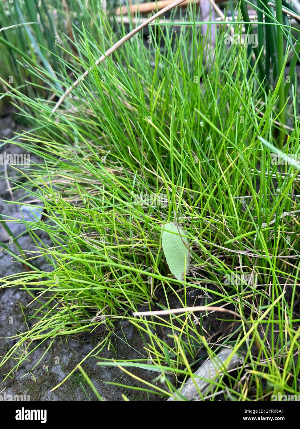 Lilaeopsis occidentalis hi-res stock photography and images - Alamy