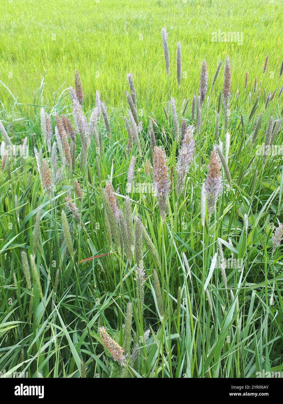 Meadow Foxtail (Alopecurus pratensis Stock Photo - Alamy
