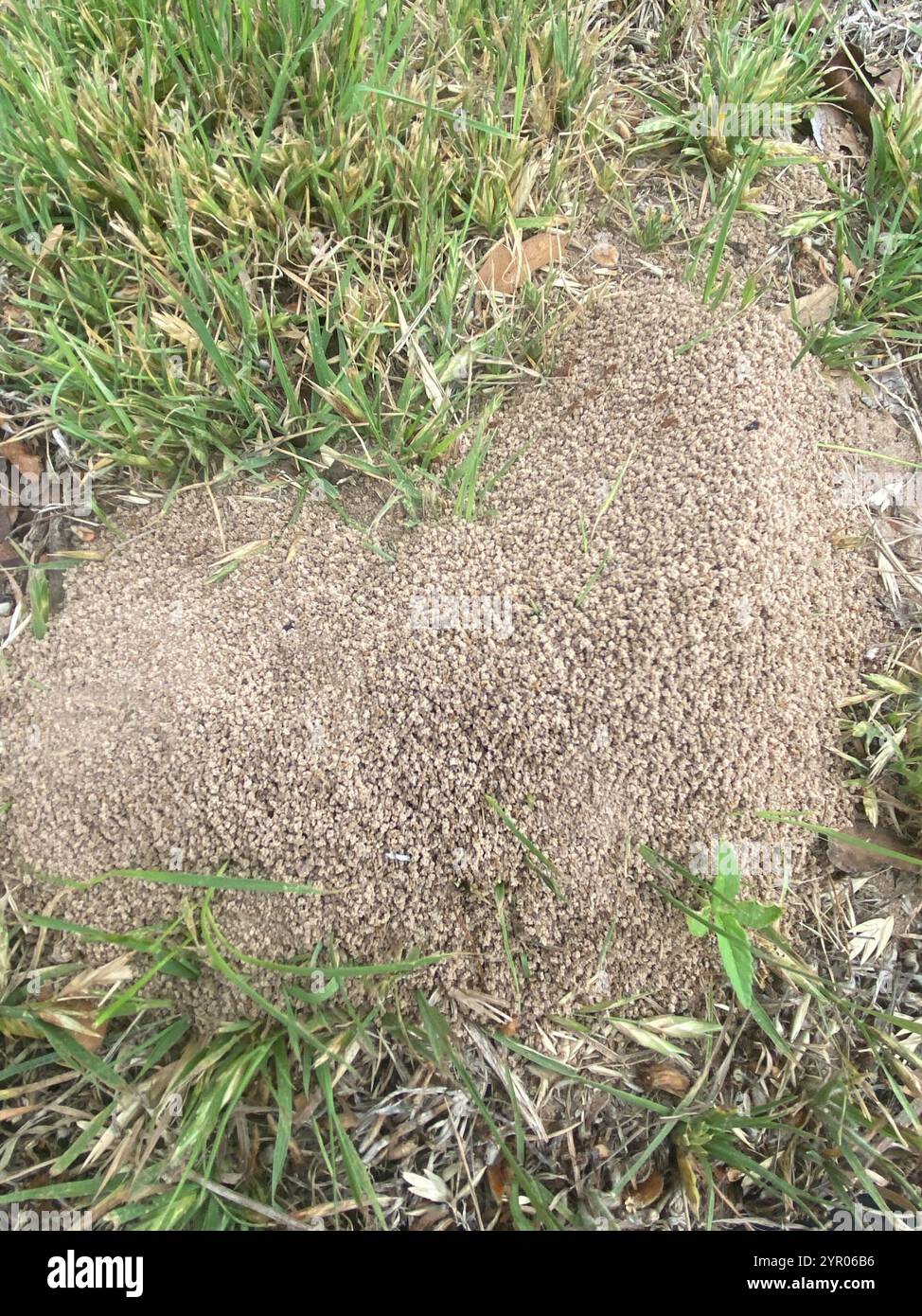 Northern Fungus-farming Ant (Trachymyrmex septentrionalis Stock Photo ...