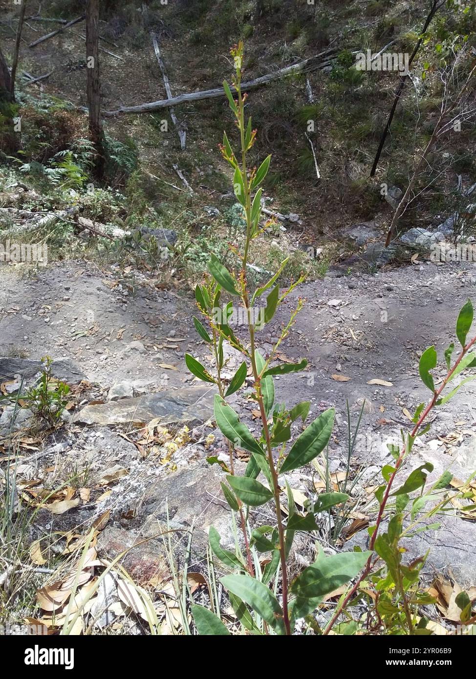 Myrtle Wattle (Acacia myrtifolia Stock Photo - Alamy