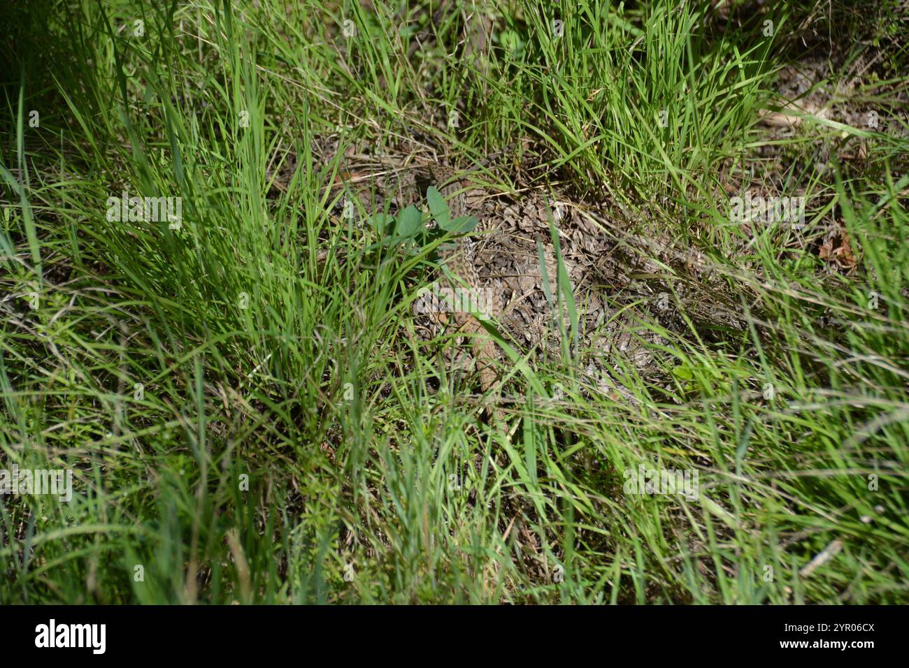 Western Whiptail (Aspidoscelis tigris Stock Photo - Alamy