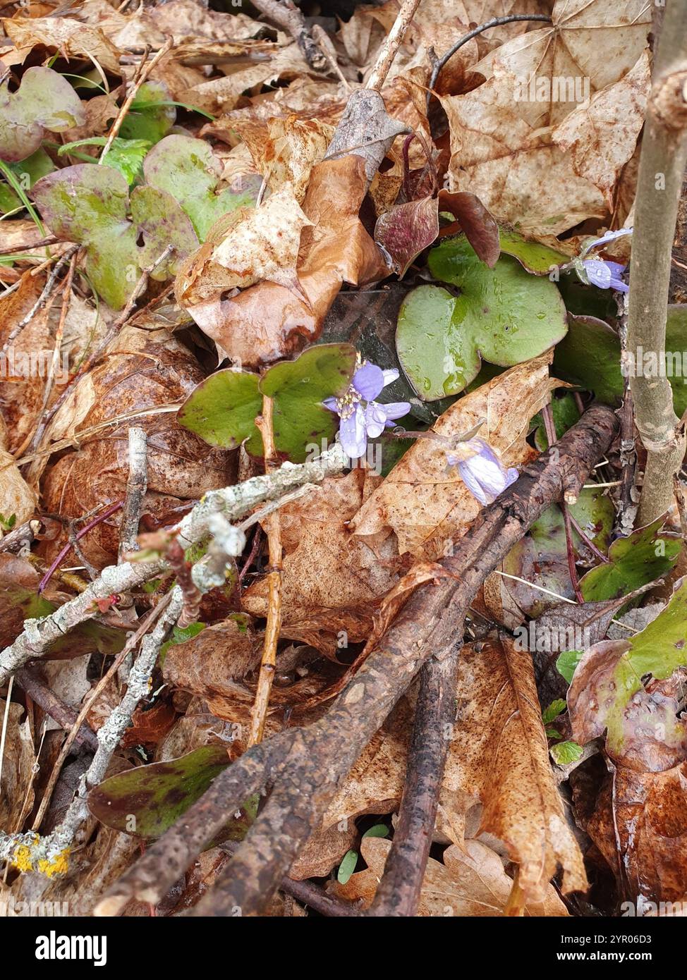 Liverleaf (Hepatica nobilis Stock Photo - Alamy