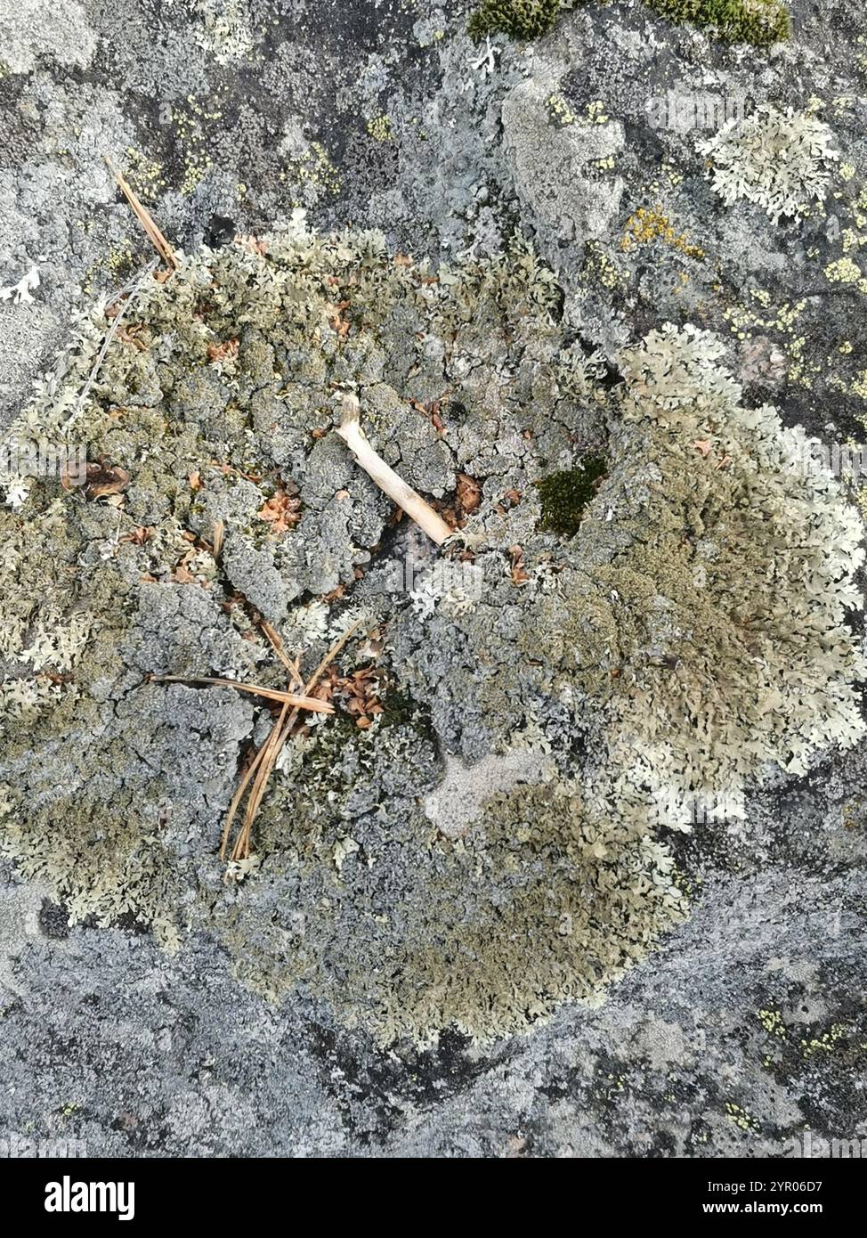 common lichens (Lecanoromycetes Stock Photo - Alamy