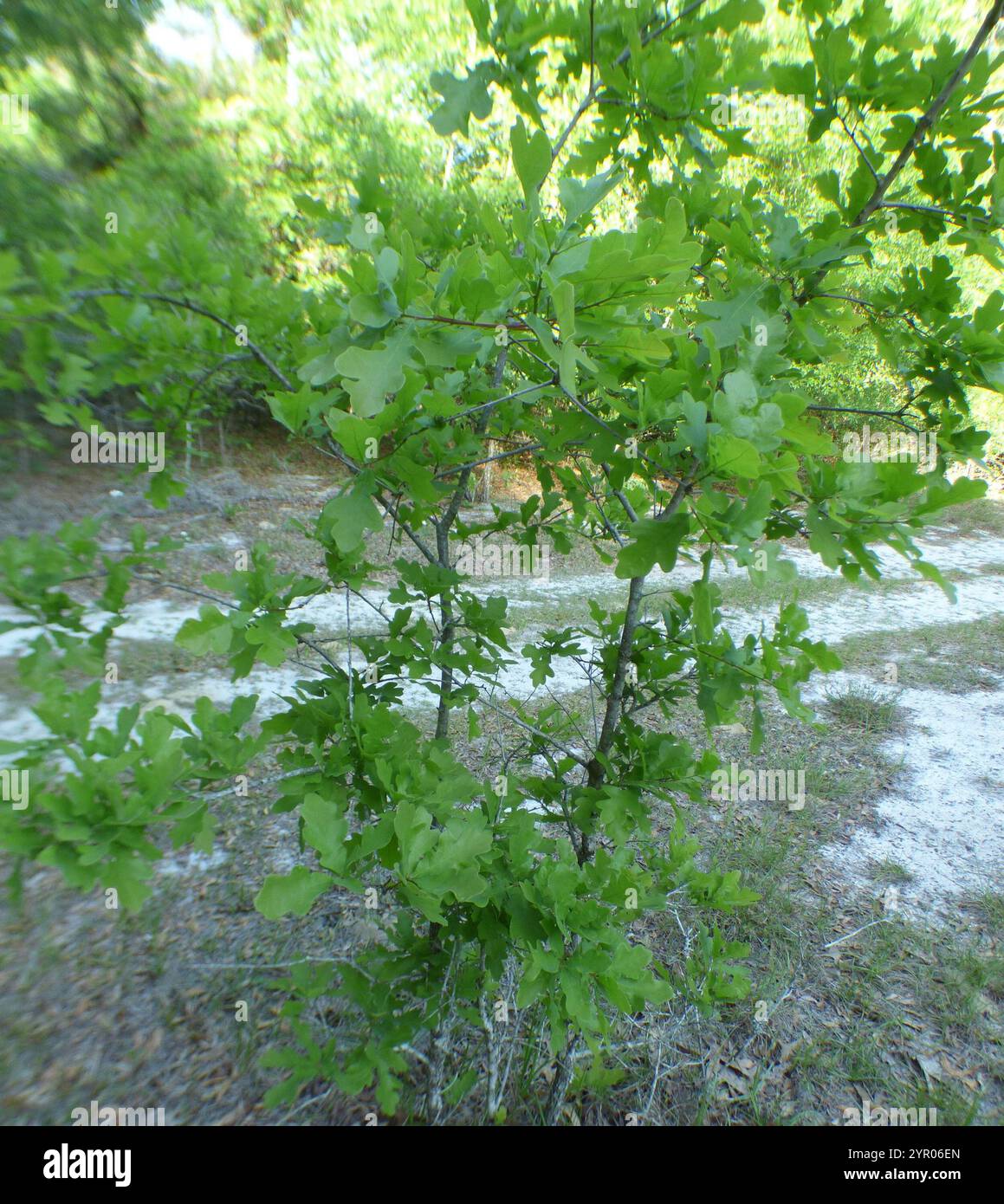 sand post oak (Quercus margaretiae Stock Photo - Alamy