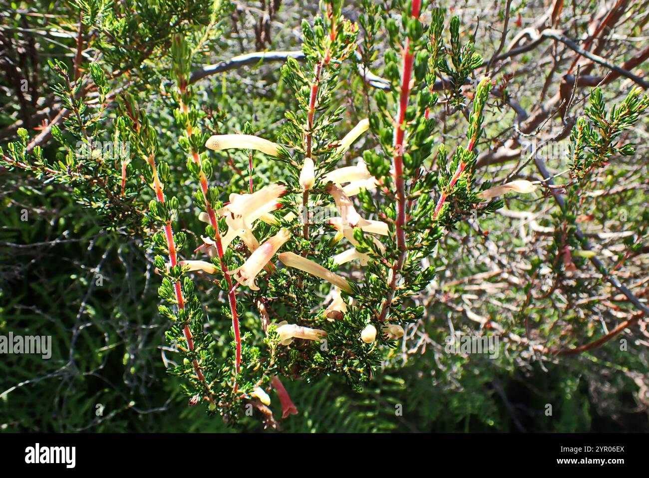 Water Heath (Erica curviflora Stock Photo - Alamy