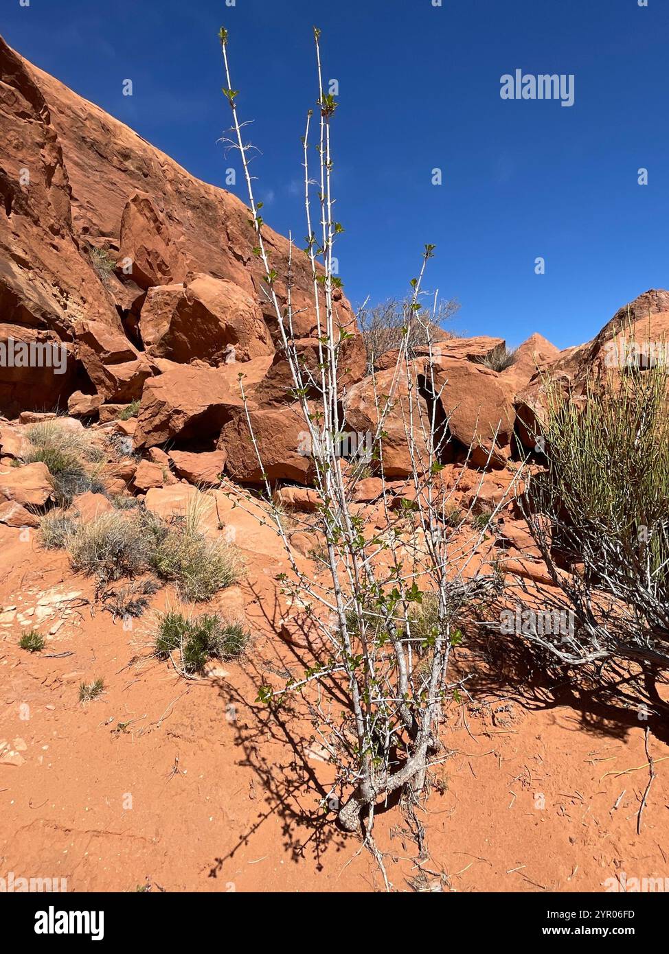 single-leaf ash (Fraxinus anomala Stock Photo - Alamy