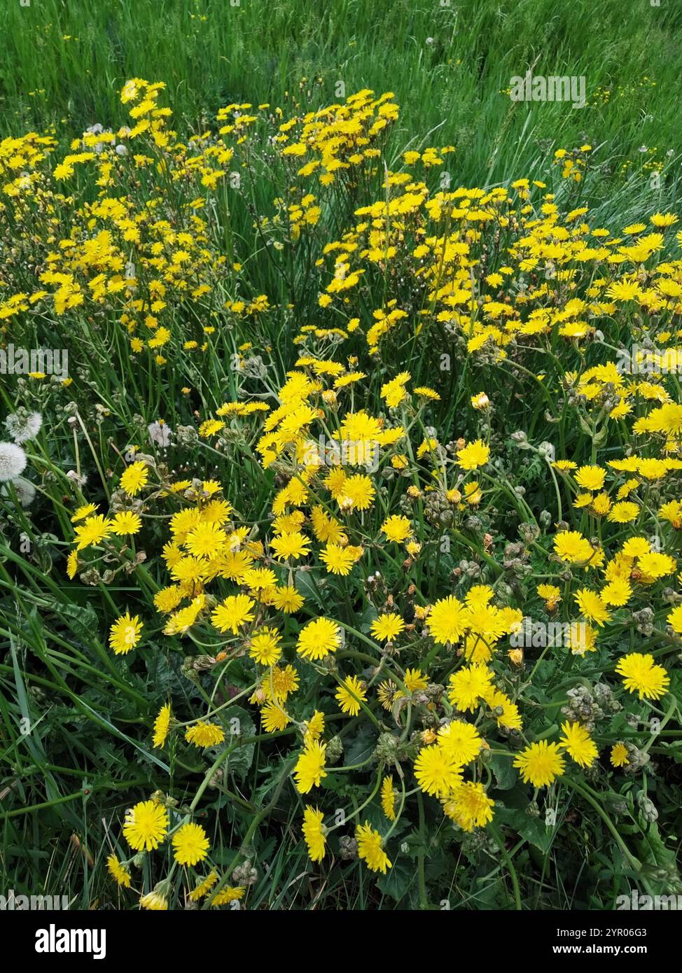Beaked hawksbeard hi-res stock photography and images - Alamy