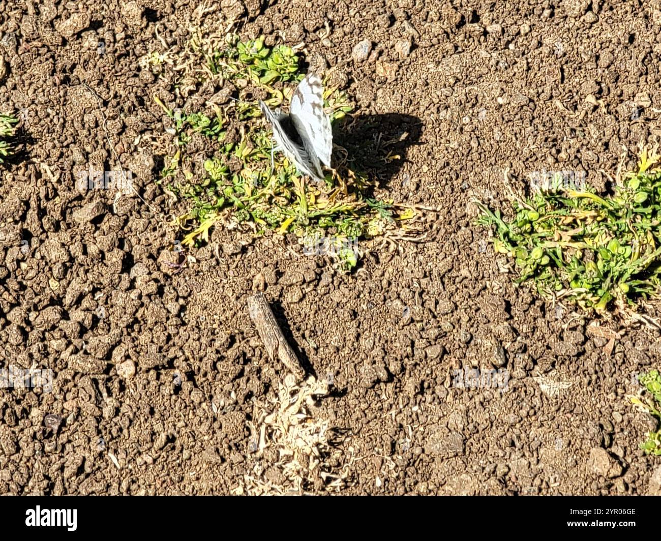 Checkered White (Pontia protodice Stock Photo - Alamy