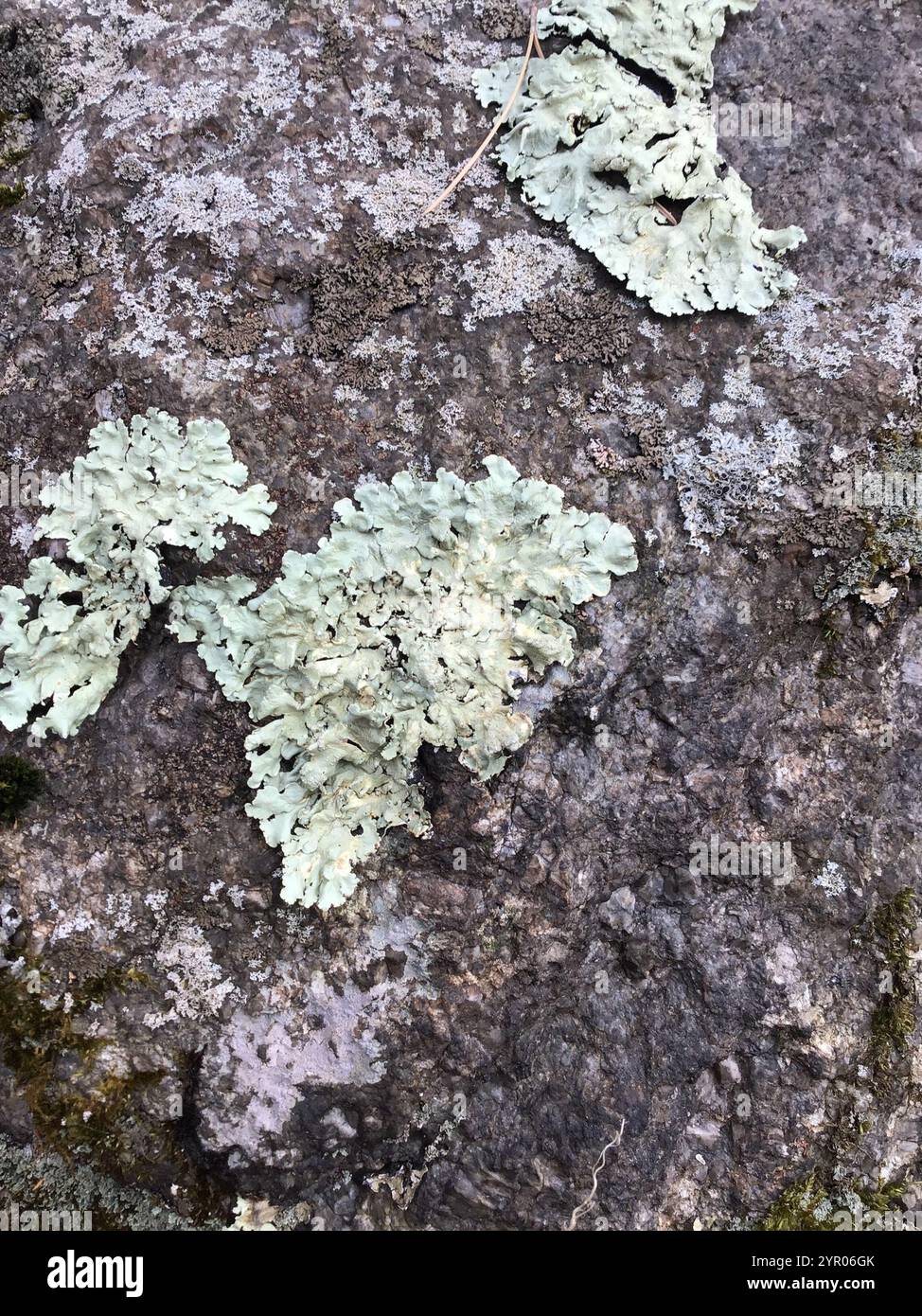 common lichens (Lecanoromycetes Stock Photo - Alamy