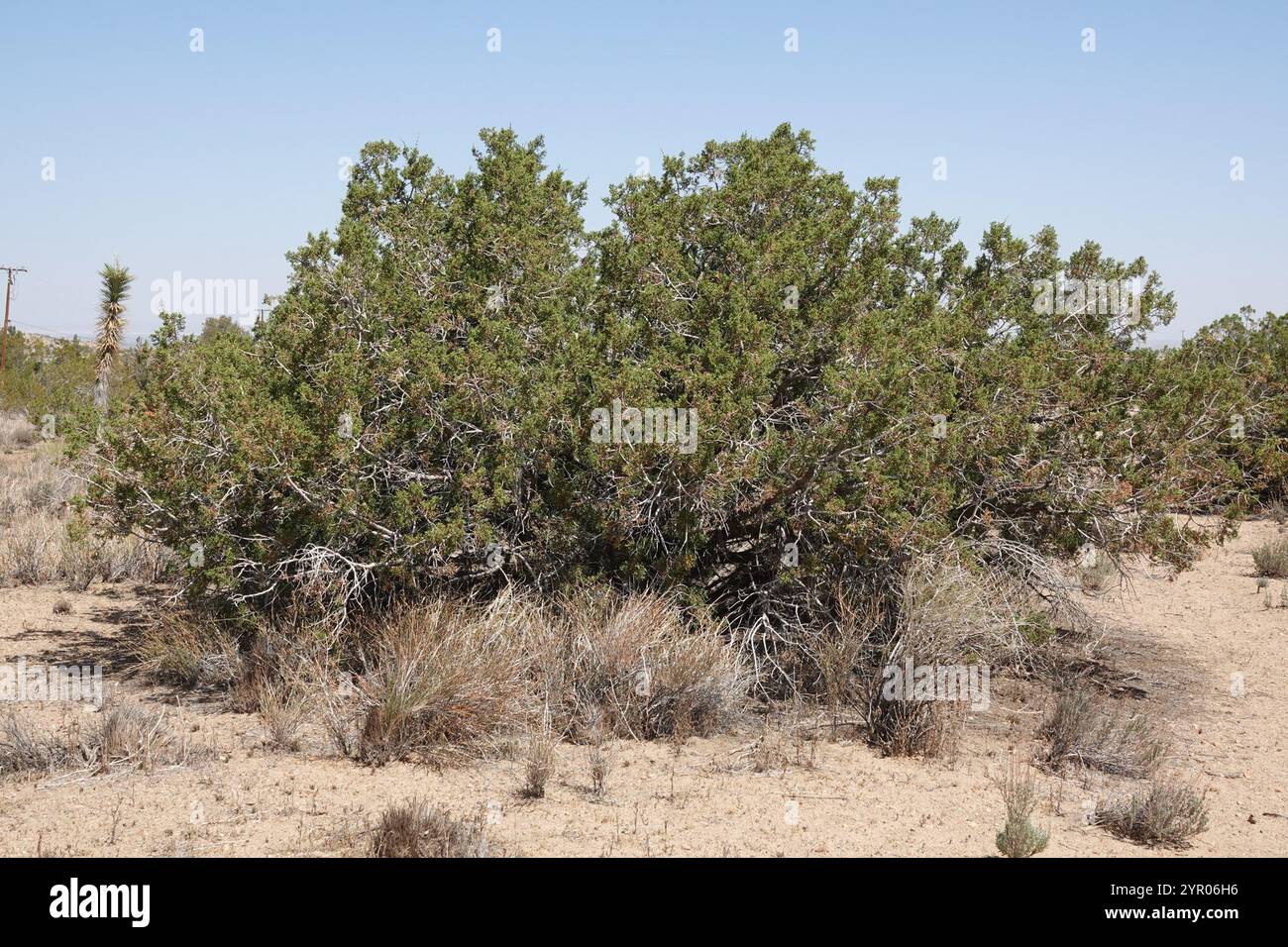 California juniper (Juniperus californica Stock Photo - Alamy