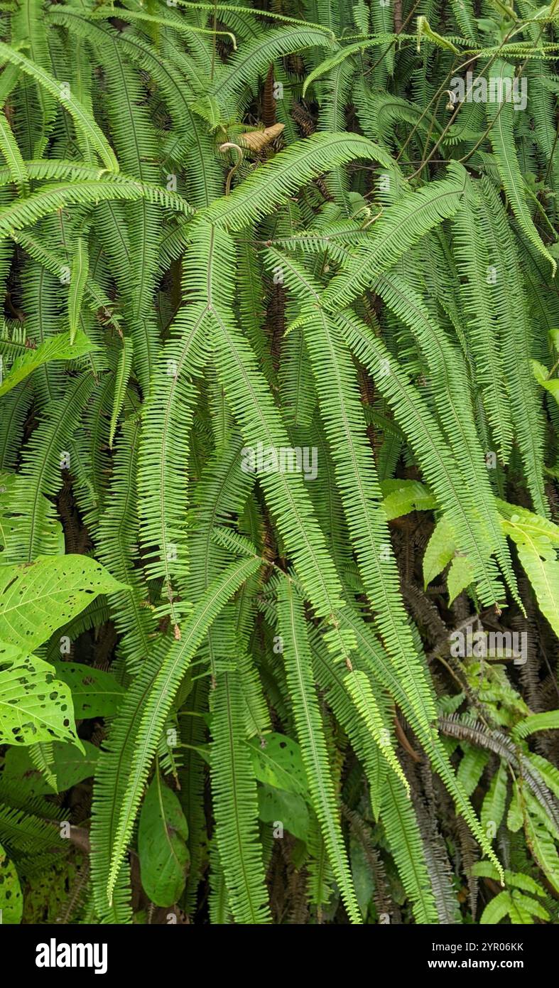 Forked ferns hi-res stock photography and images - Alamy