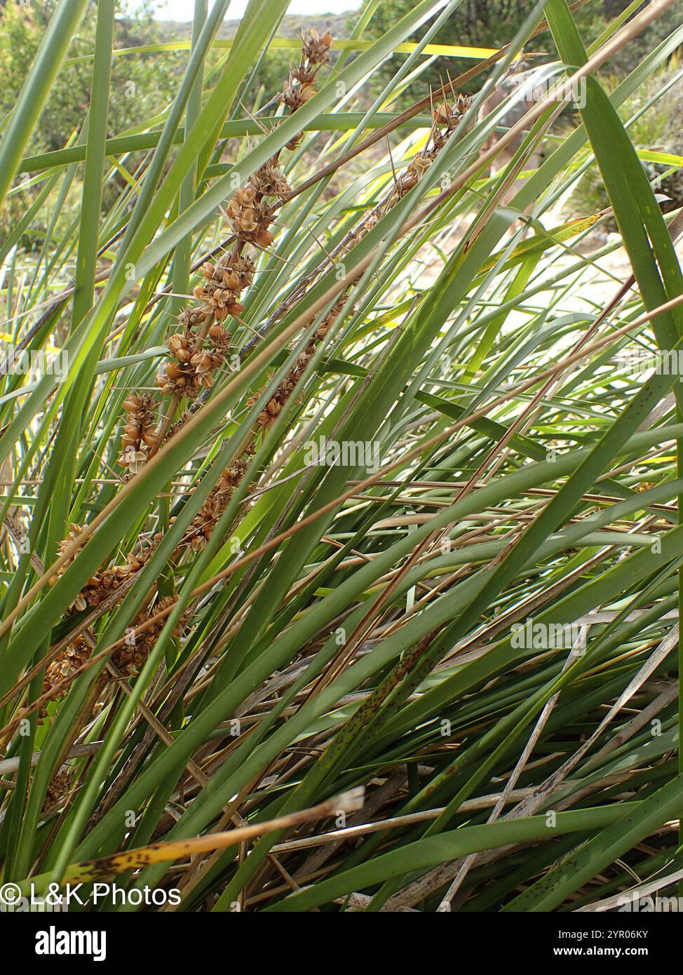 Spiny-headed Mat-rush (Lomandra longifolia Stock Photo - Alamy