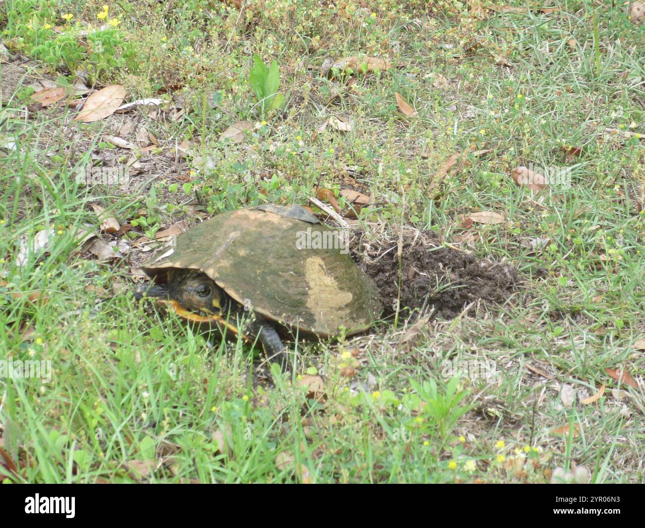 Pond Slider (Trachemys scripta Stock Photo - Alamy