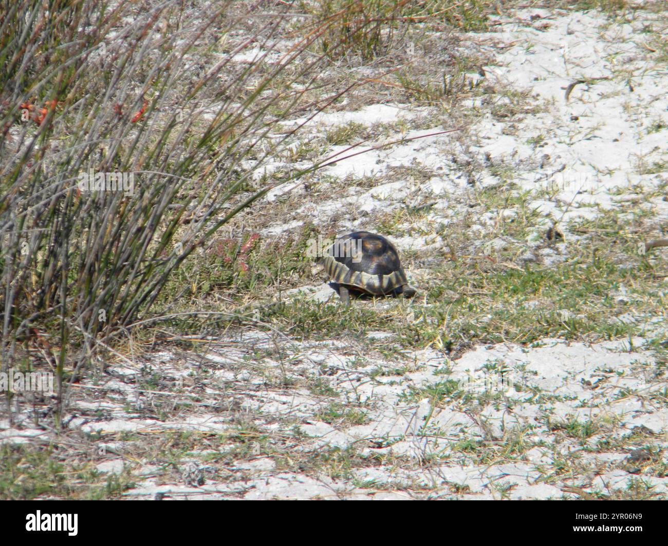 Angulate Tortoise (Chersina angulata Stock Photo - Alamy