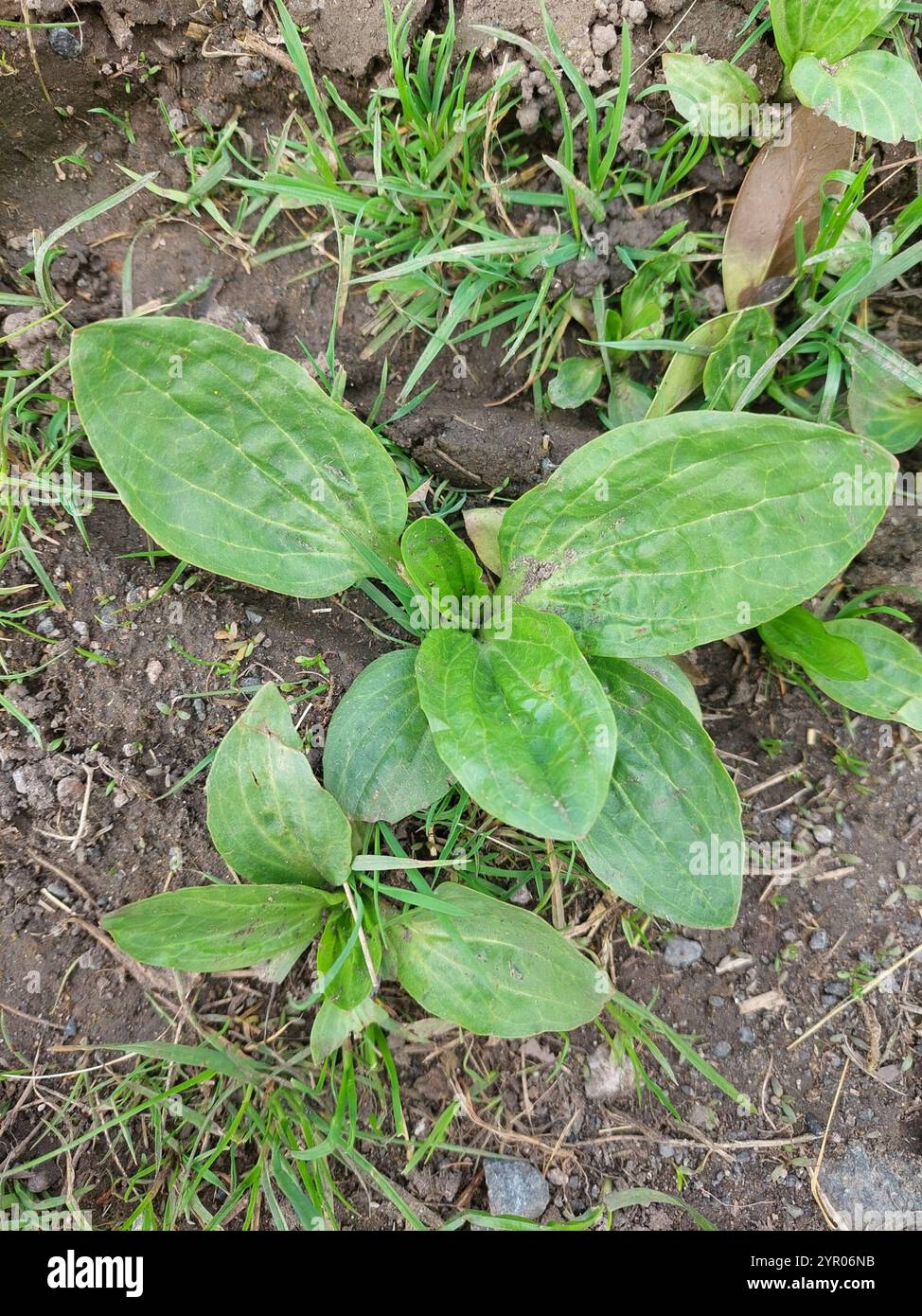 greater plantain (Plantago major Stock Photo - Alamy