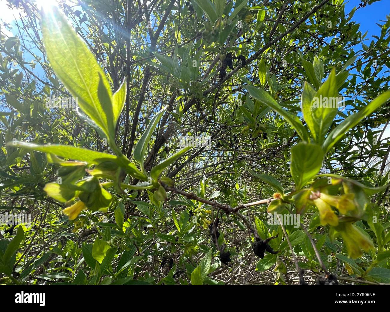 twinberry honeysuckle (Lonicera involucrata Stock Photo - Alamy