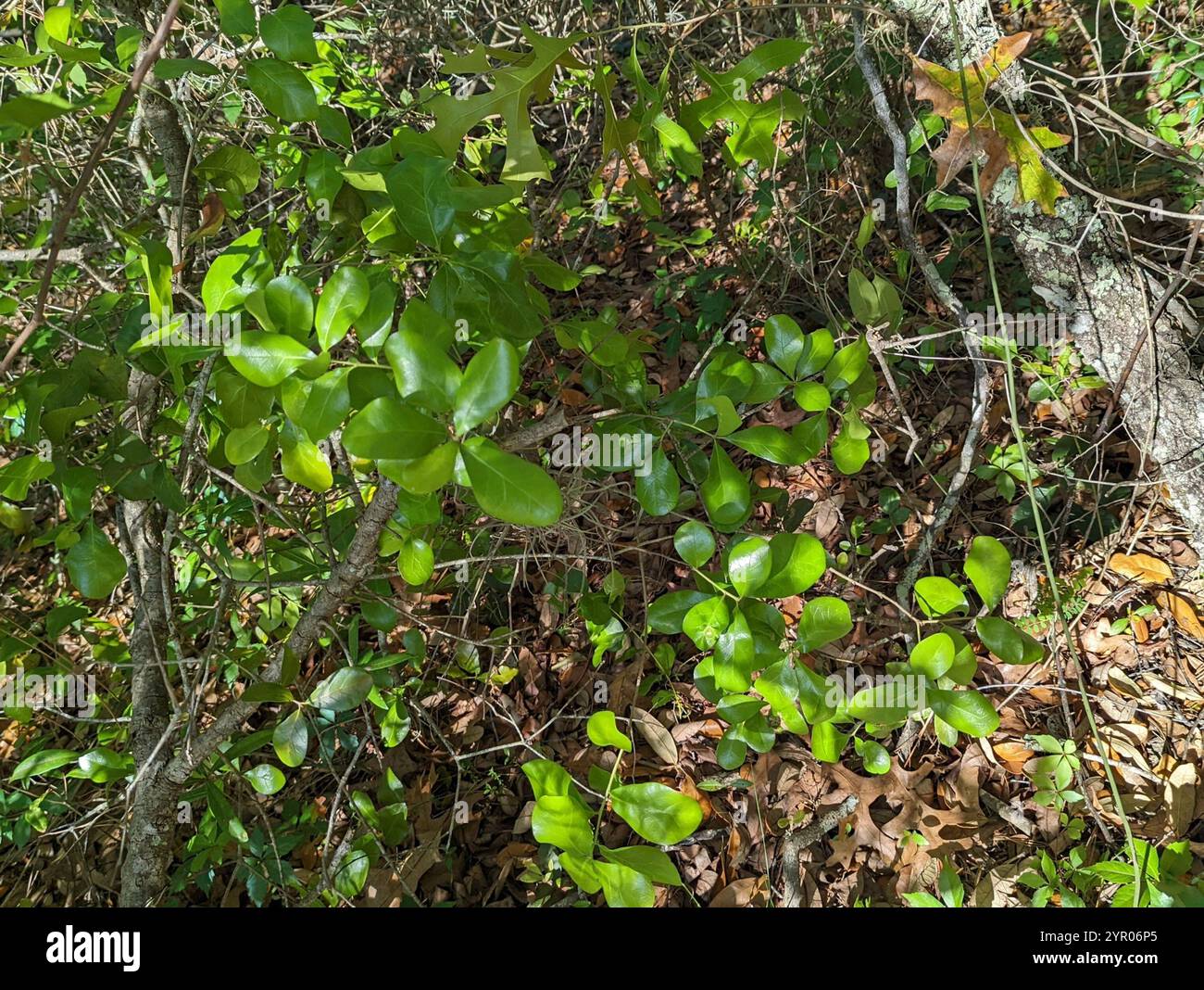 Myrtle Oak (Quercus myrtifolia Stock Photo - Alamy
