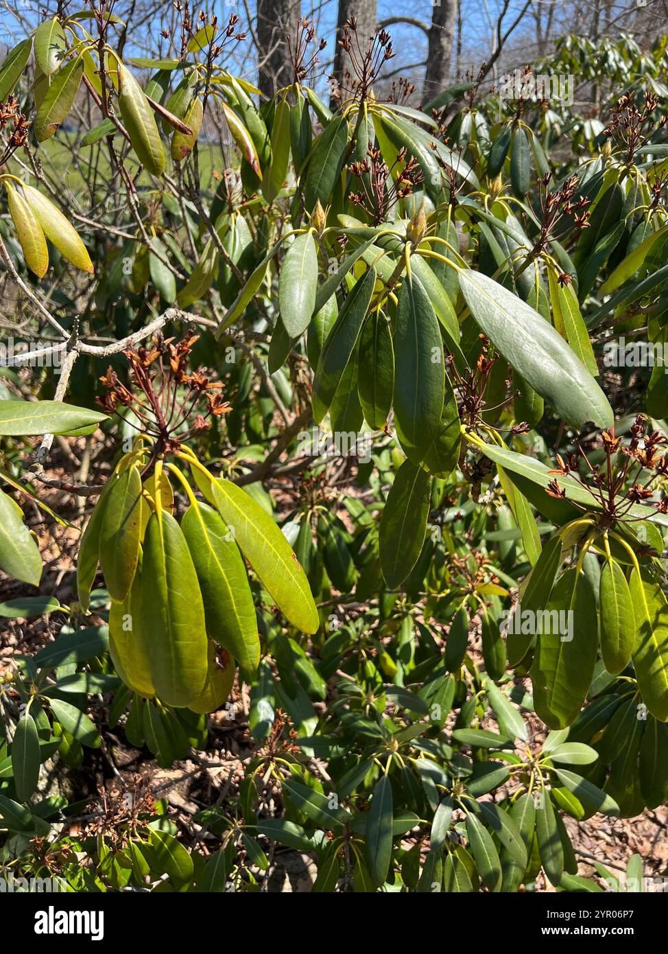 great rhododendron (Rhododendron maximum Stock Photo - Alamy